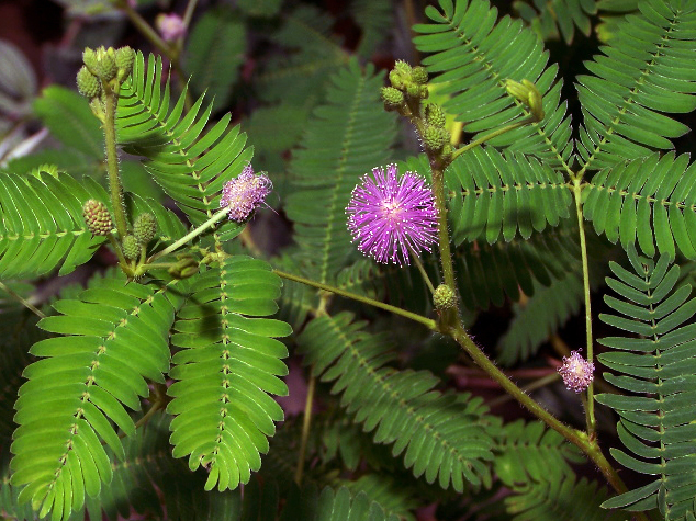 Naturalism - the Eighth Sense: Makahiya - Enigmatic Plant